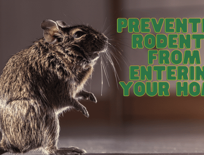 Hilton Head Island Pest Control | Hilton Head Exterminators